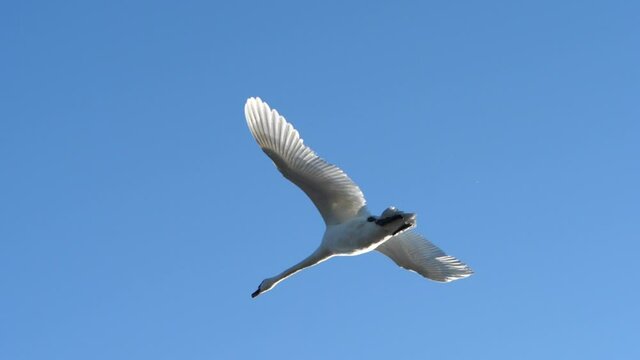 Flying Swan Images – Browse 150,841 Stock Photos, Vectors, and Video ...