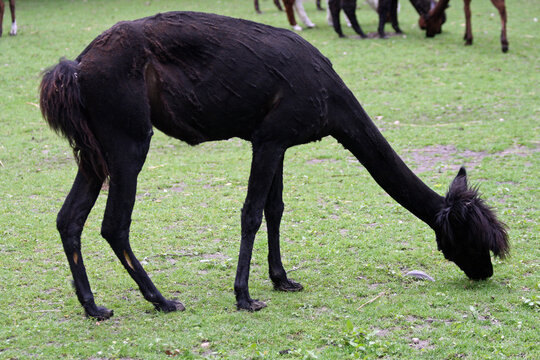 「Tylopoda」の写真素材 | 192件の無料イラスト画像 | Adobe Stock