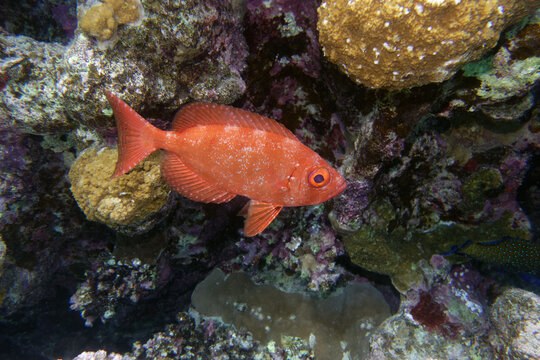 รูปภาพPriacanthus – เลือกดูภาพถ่ายสต็อก เวกเตอร์ และวิดีโอ598 | Adobe Stock