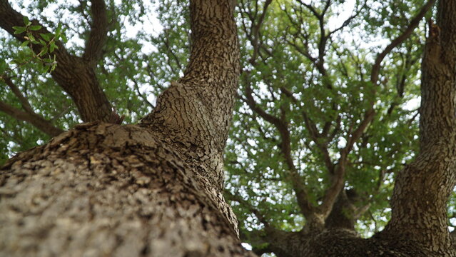 "Body Of Tree" Images – Browse 93 Stock Photos, Vectors, and Video ...