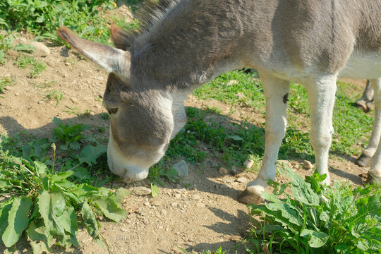 รูปภาพAsinelli – เลือกดูภาพถ่ายสต็อก เวกเตอร์ และวิดีโอ2,566 | Adobe Stock