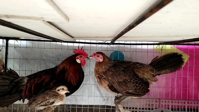 "Chicken Cage"-Bilder: Stock-Fotos & -Videos. | Adobe Stock