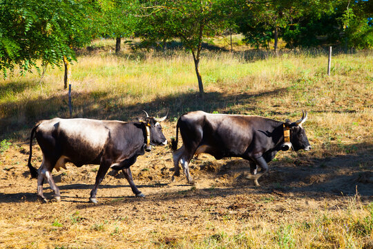 Podolica Images – Browse 126 Stock Photos, Vectors, and Video | Adobe Stock