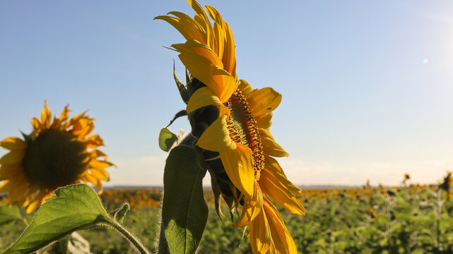 Heliotropic Images – Browse 127 Stock Photos, Vectors, and Video ...