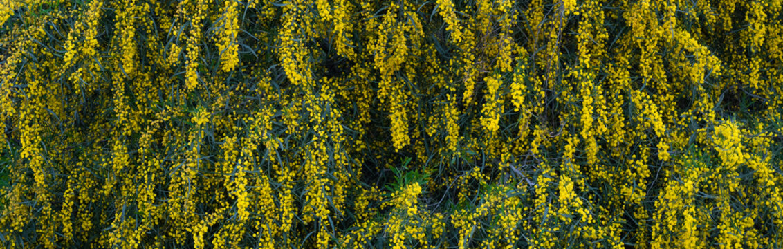 "Yellow Bush" Images – Browse 198 Stock Photos, Vectors, and Video ...