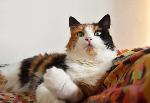 "Focused Cat" Images – Browse 34 Stock Photos, Vectors, and Video ...