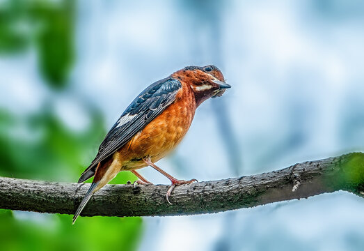 Otterrute Bilder – Durchsuchen 103 Archivfotos, Vektorgrafiken und ...