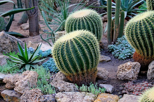 "Cactus Landscape" Images – Browse 168 Stock Photos, Vectors, and Video ...