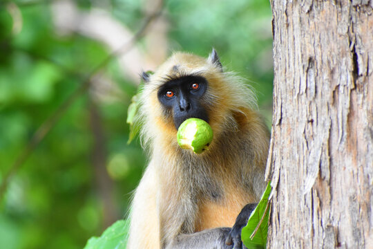 รูปภาพLangoor – เลือกดูภาพถ่ายสต็อก เวกเตอร์ และวิดีโอ266 | Adobe Stock