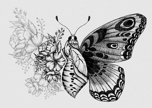 Butterfly Chrysalis Drawing