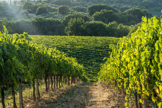 รูปภาพVigna – เลือกดูภาพถ่ายสต็อก เวกเตอร์ และวิดีโอ16,143 | Adobe Stock