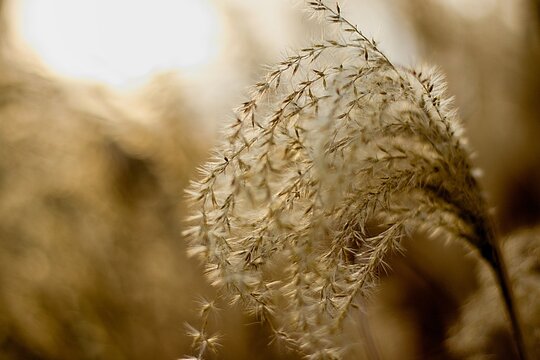 Trava Images – Browse 259 Stock Photos, Vectors, and Video | Adobe Stock