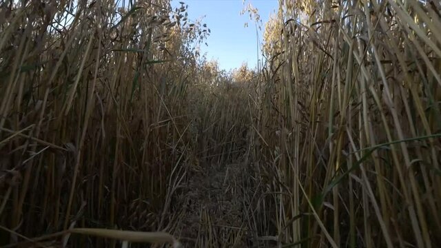 Obrazy (Oatfield) — zdjęcia, wektory i wideo bez tantiem (32) | Adobe Stock