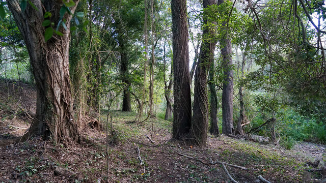 "Open Forest" Bilder – Durchsuchen 146 Archivfotos, Vektorgrafiken und ...