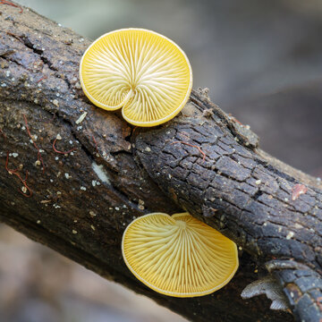 Crepidotus 이미지 – 찾아보기 177 스톡 사진, 벡터 및 비디오 | Adobe Stock