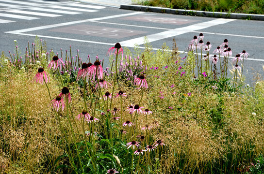 Imágenes de Palida: descubre bancos de fotos, ilustraciones, vectores y ...