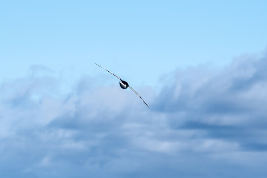 "Antarctic Petrel" Images – Browse 200 Stock Photos, Vectors, and Video | Adobe Stock