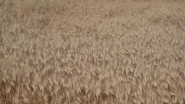 "Wheat Texture" Images – Browse 219 Stock Photos, Vectors, and Video ...