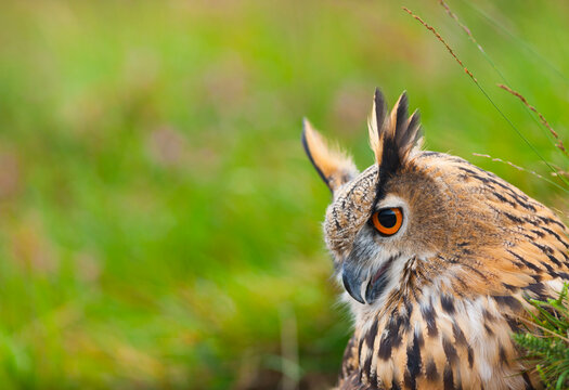 Buho Images – Browse 1,744 Stock Photos, Vectors, and Video | Adobe Stock