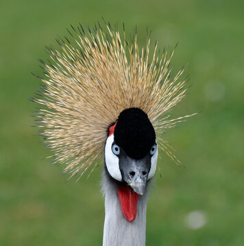 รูปภาพ"Kranich – เลือกดูภาพถ่ายสต็อก เวกเตอร์ และวิดีโอ7,595 | Adobe Stock