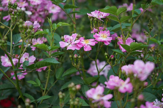 รูปภาพBuschrose – เลือกดูภาพถ่ายสต็อก เวกเตอร์ และวิดีโอ283 | Adobe Stock