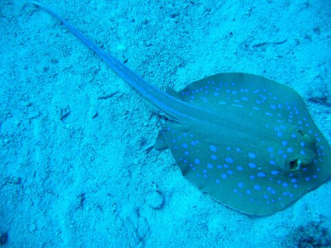 รูปภาพStachelrochen – เลือกดูภาพถ่ายสต็อก เวกเตอร์ และวิดีโอ439 | Adobe ...