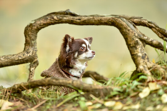Vertuschen Bilder – Durchsuchen 4,423 Archivfotos, Vektorgrafiken und ...