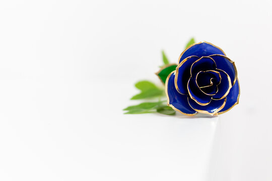 "Rose Isolated" Bilder – Durchsuchen 990 Archivfotos, Vektorgrafiken ...