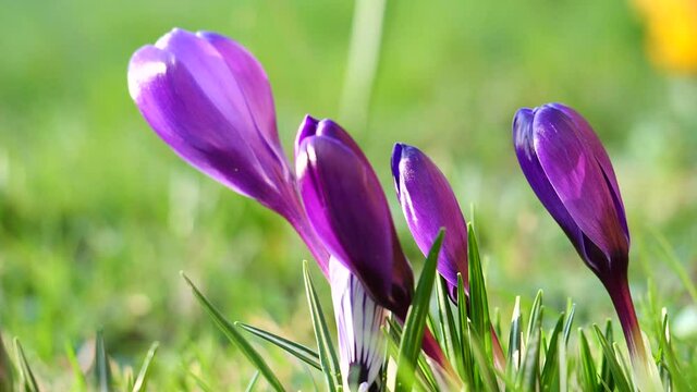 Crocus Video Footage – Browse 5,836 HD Stock Video and Footage | Adobe ...