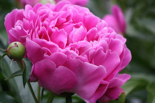 Fleure 이미지 – 찾아보기 1,114 스톡 사진, 벡터 및 비디오 | Adobe Stock