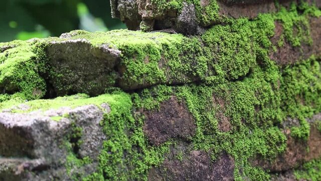 Brick Moss Images – Browse 25,549 Stock Photos, Vectors, and Video ...