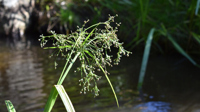 Sumpfig Bilder – Durchsuchen 1,054 Archivfotos, Vektorgrafiken und ...