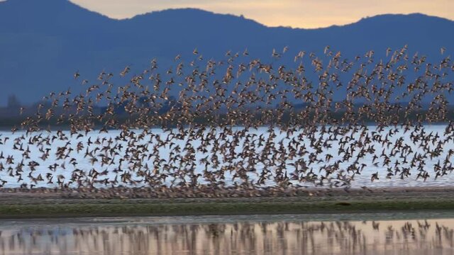 Wrybill Bilder – Durchsuchen 392 Archivfotos, Vektorgrafiken und Videos ...