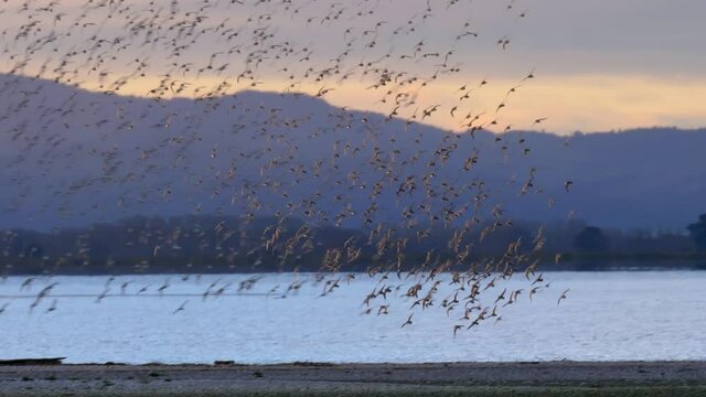 Wrybill Bilder – Durchsuchen 392 Archivfotos, Vektorgrafiken und Videos ...