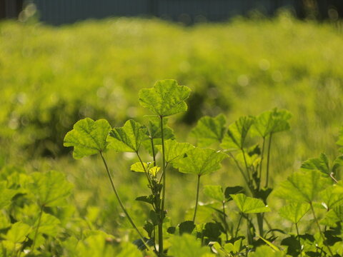 Imágenes de Malesa: descubre bancos de fotos, ilustraciones, vectores y ...