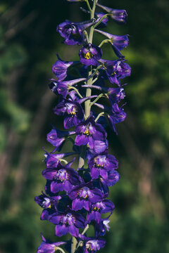 Imagens de Wolfsbane – Explore Fotografias do Stock, Vetores e Vídeos ...