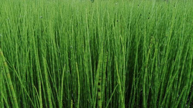 Arthrophyta bilder – Bläddra bland 9,178 stockfoton, vektorer och ...