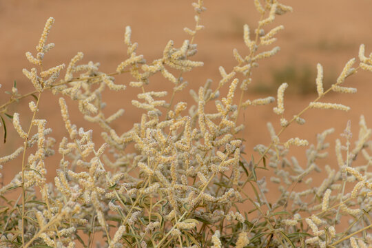 67 BEST Ghada IMAGES, STOCK PHOTOS & VECTORS | Adobe Stock