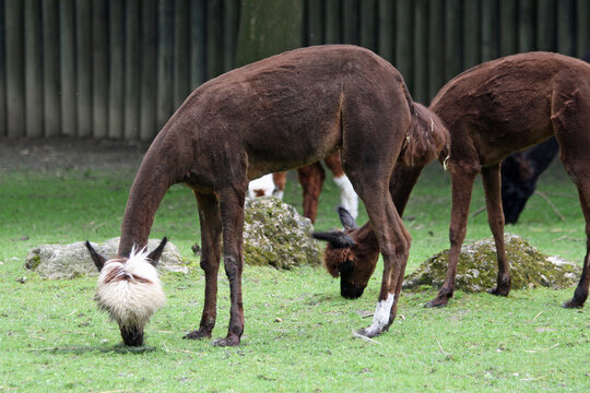 「Tylopoda」の写真素材 | 199件の無料イラスト画像 | Adobe Stock