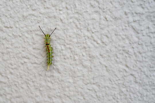 รูปภาพGaebul – เลือกดูภาพถ่ายสต็อก เวกเตอร์ และวิดีโอ748 | Adobe Stock