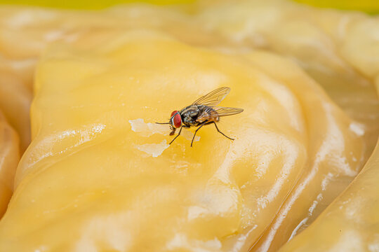 Flies On Food