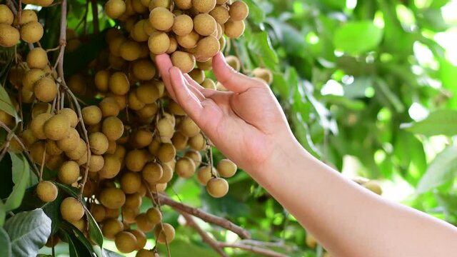 Longan Tree Fruit