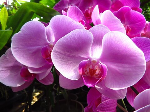 Orchidis-Bilder: Stock-Fotos & -Videos. | Adobe Stock