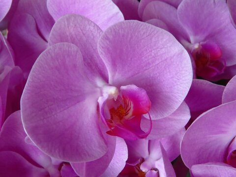 Orchidis bilder – Bläddra bland 20 stockfoton, vektorer och videor ...