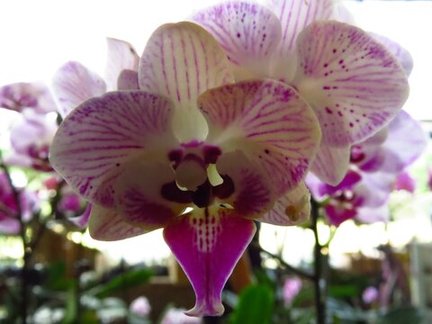 「Orchidis」の画像 - 19 件の Stock 写真、ベクターおよびビデオ | Adobe Stock