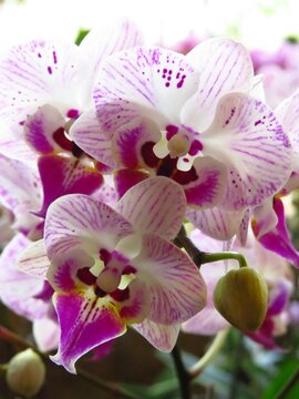 Orchidis bilder – Bläddra bland 20 stockfoton, vektorer och videor ...