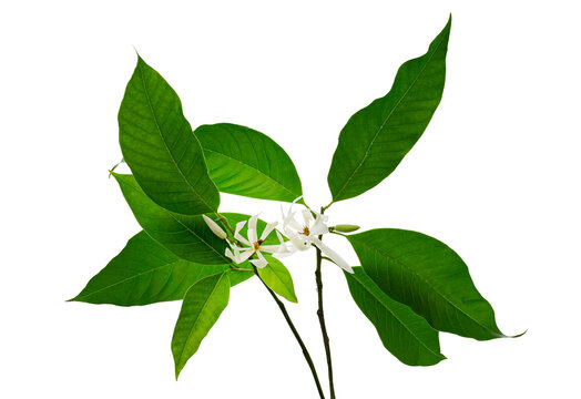 Champaca bilder – Bläddra bland 639 stockfoton, vektorer och videor ...