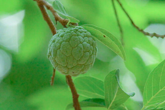 Seethaphal Images – Browse 93 Stock Photos, Vectors, and Video | Adobe ...