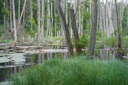 รูปภาพSumpflandschaft – เลือกดูภาพถ่ายสต็อก เวกเตอร์ และวิดีโอ743 ...