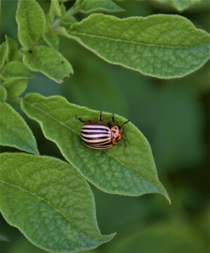 Stonka Images – Browse 79 Stock Photos, Vectors, and Video | Adobe Stock